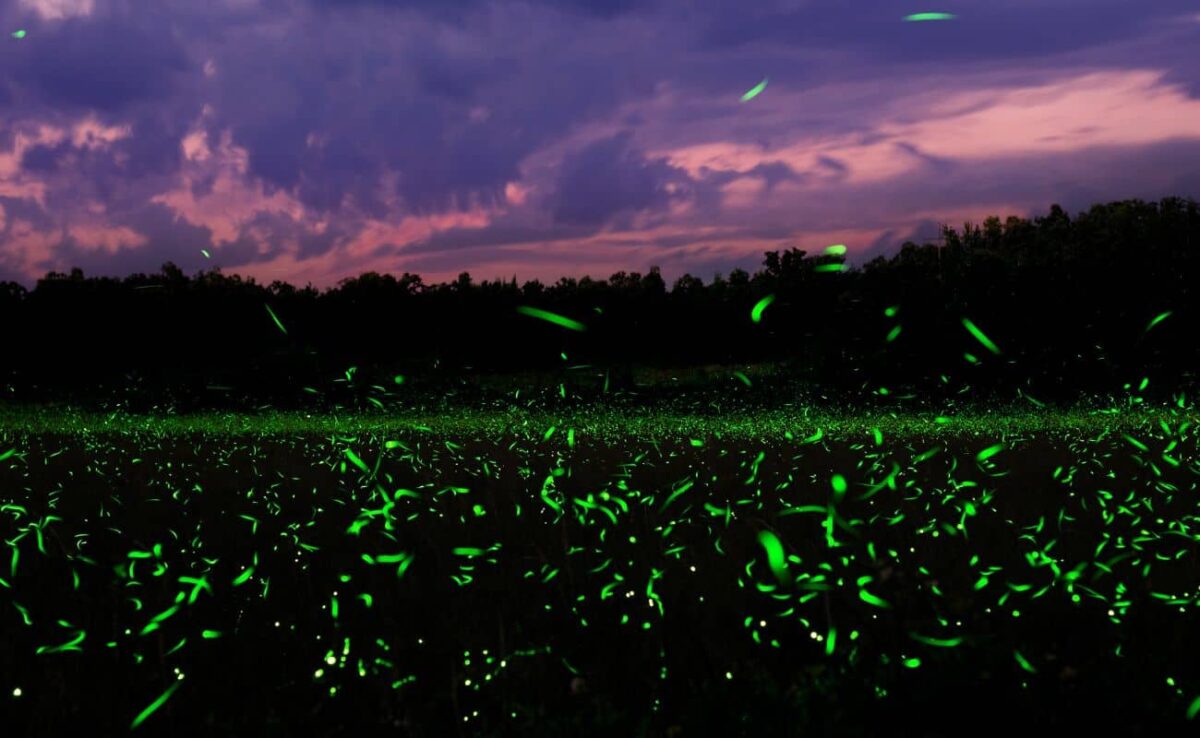 Firefly House 🇯🇲 Kulturelles Erbe & Naturschauspiel zugleich!