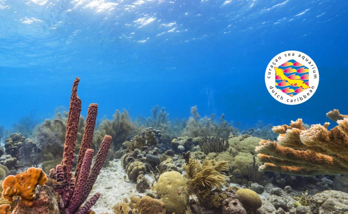 Curaçao Sea Aquarium 🐠 Erlebt die karibische Unterwasserwelt!
